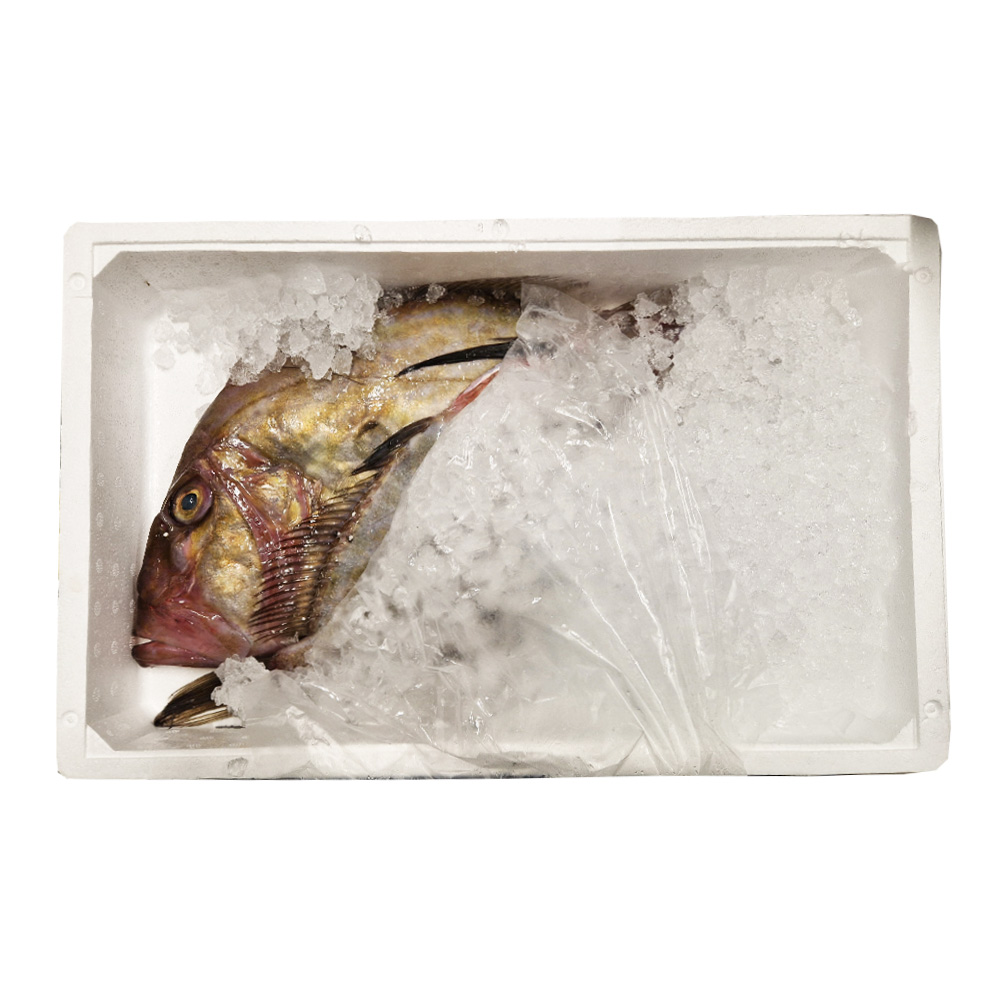 Zobatec neočiščen, 1-2 kg, svež – Kvibo